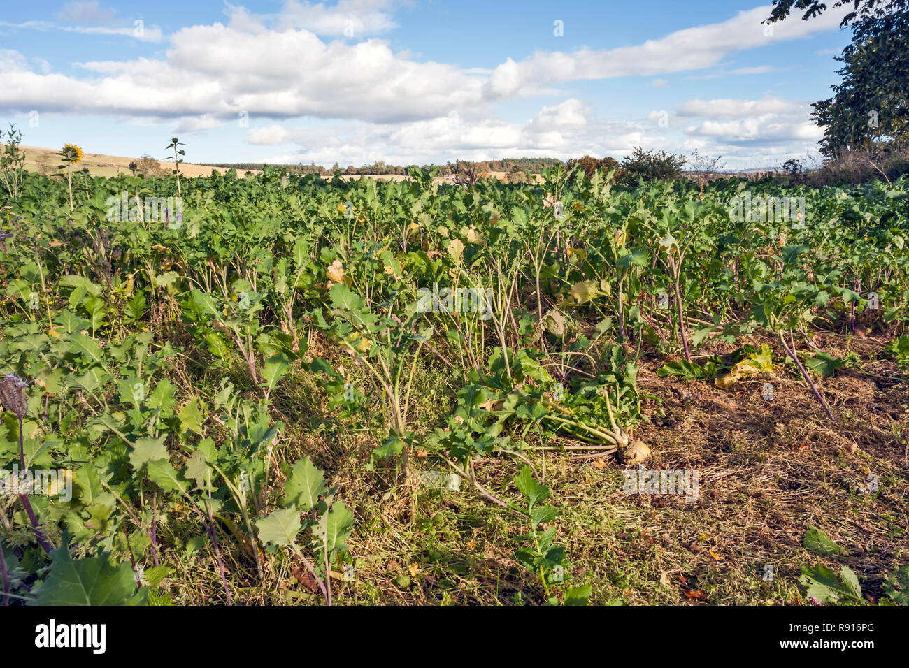 Turnips Growing High Resolution Stock Photography and Images - Alamy