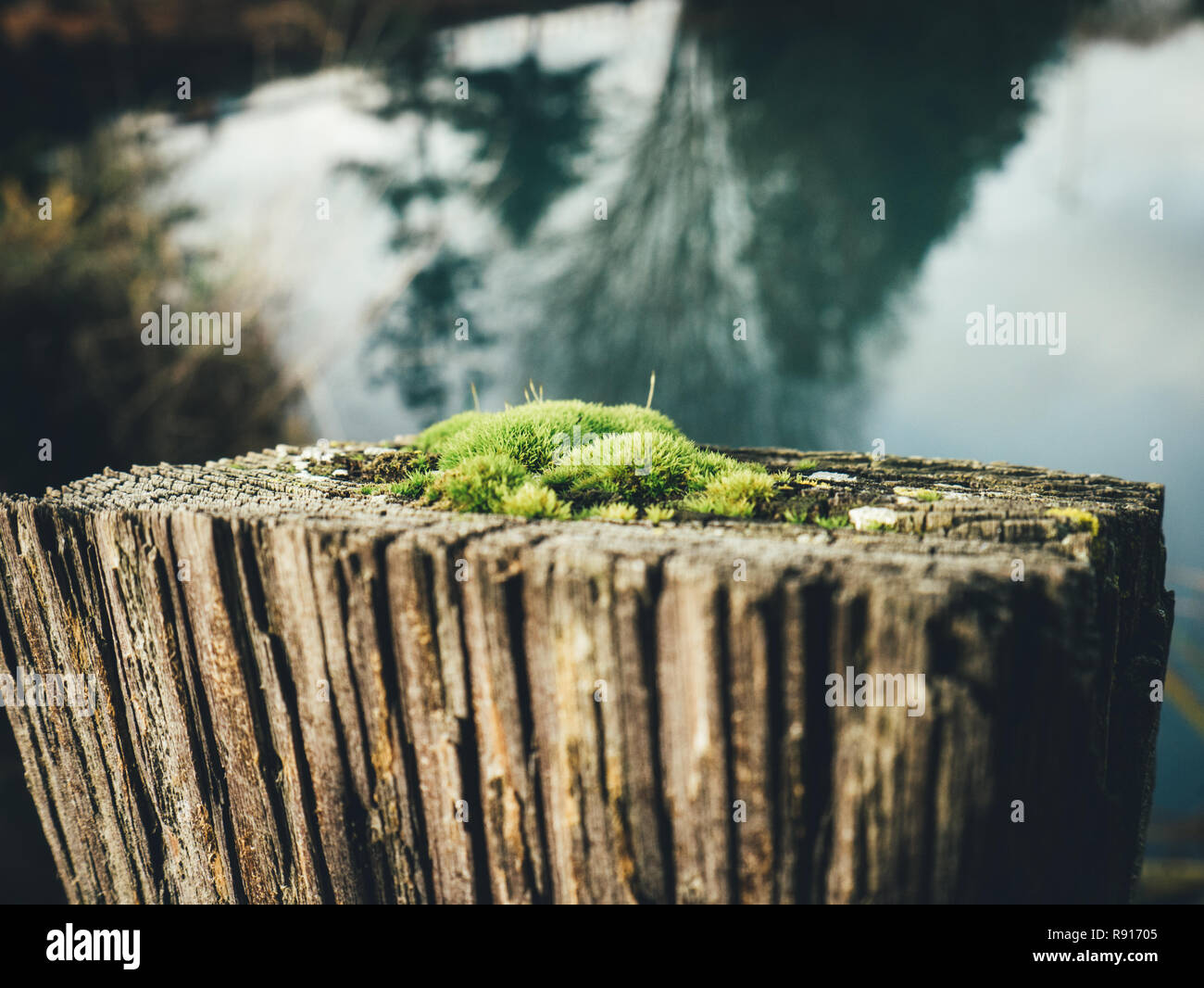 Moss on a log Stock Photo - Alamy