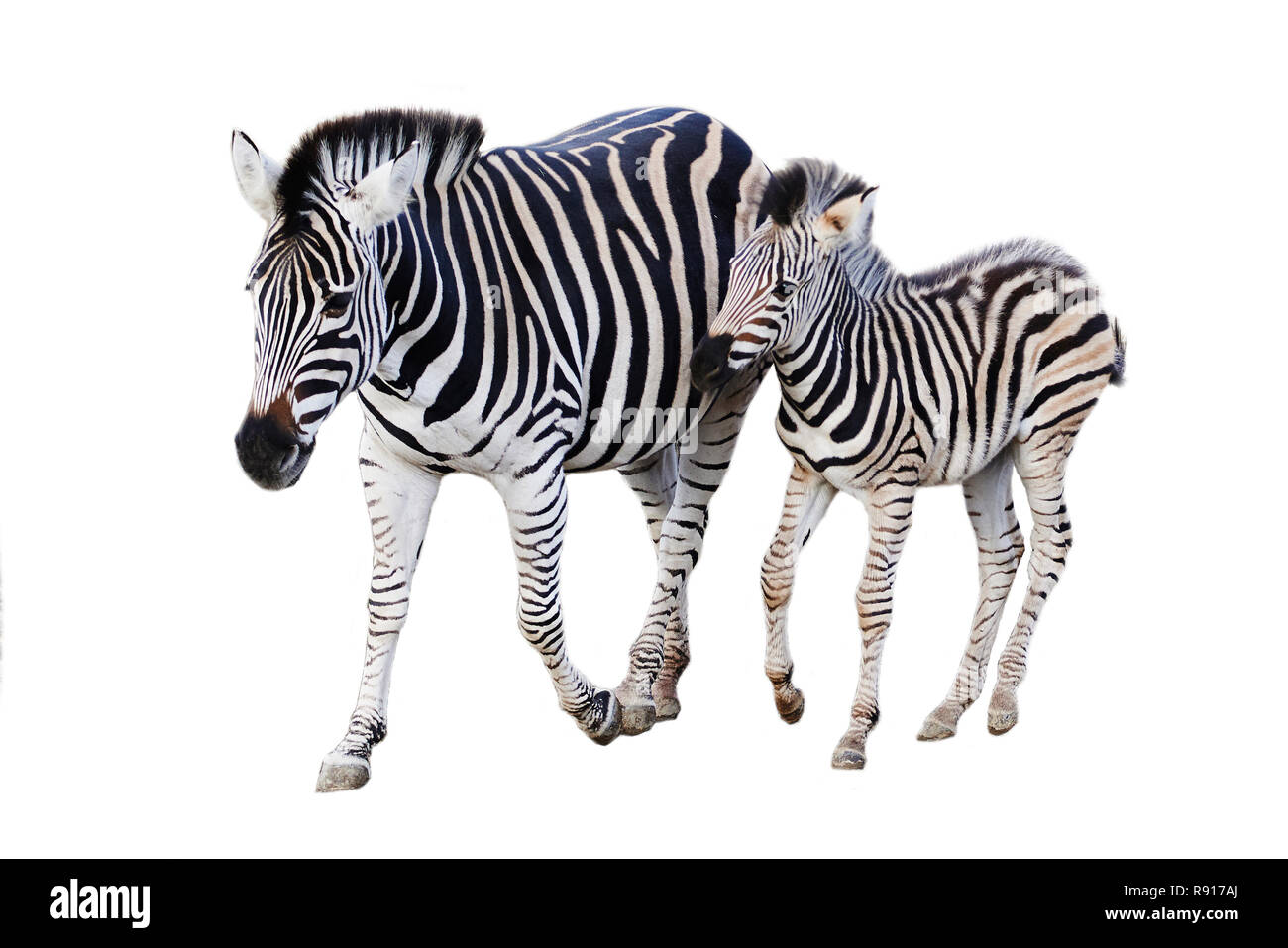 Baby Zebra Png