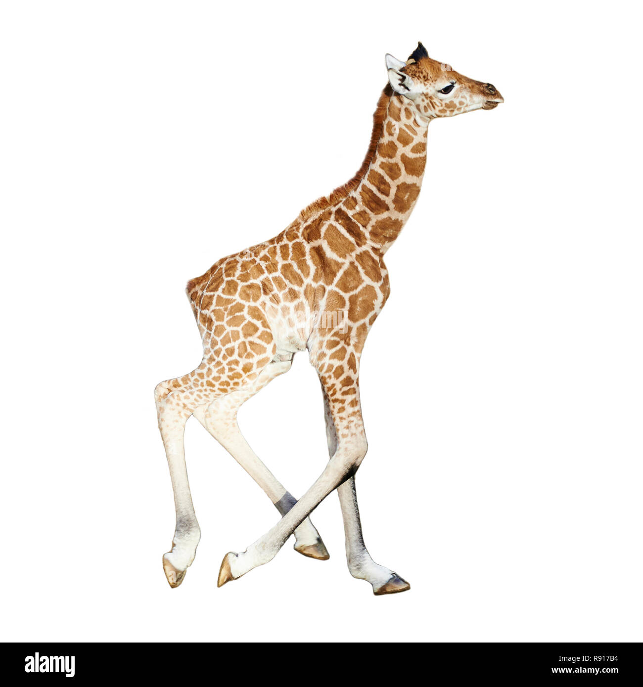 Baby giraffe running hi-res stock photography and images - Alamy