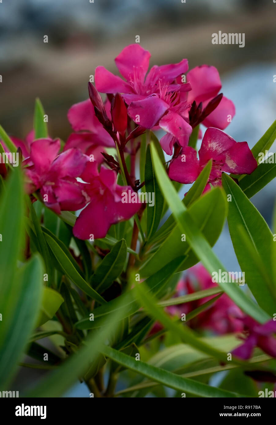 Oleanders hi-res stock photography and images - Alamy