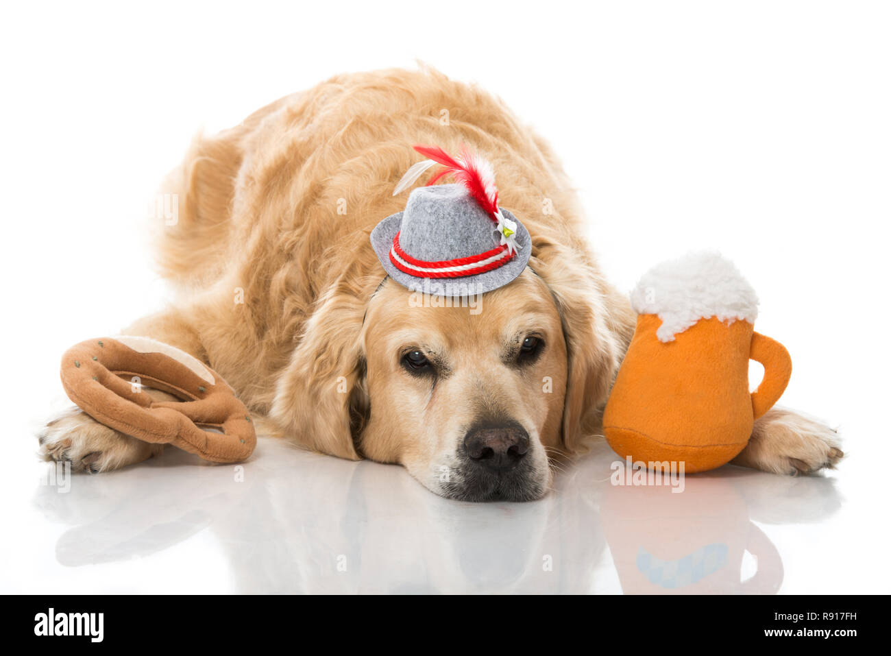 Drunk dog hi-res stock photography and images - Alamy