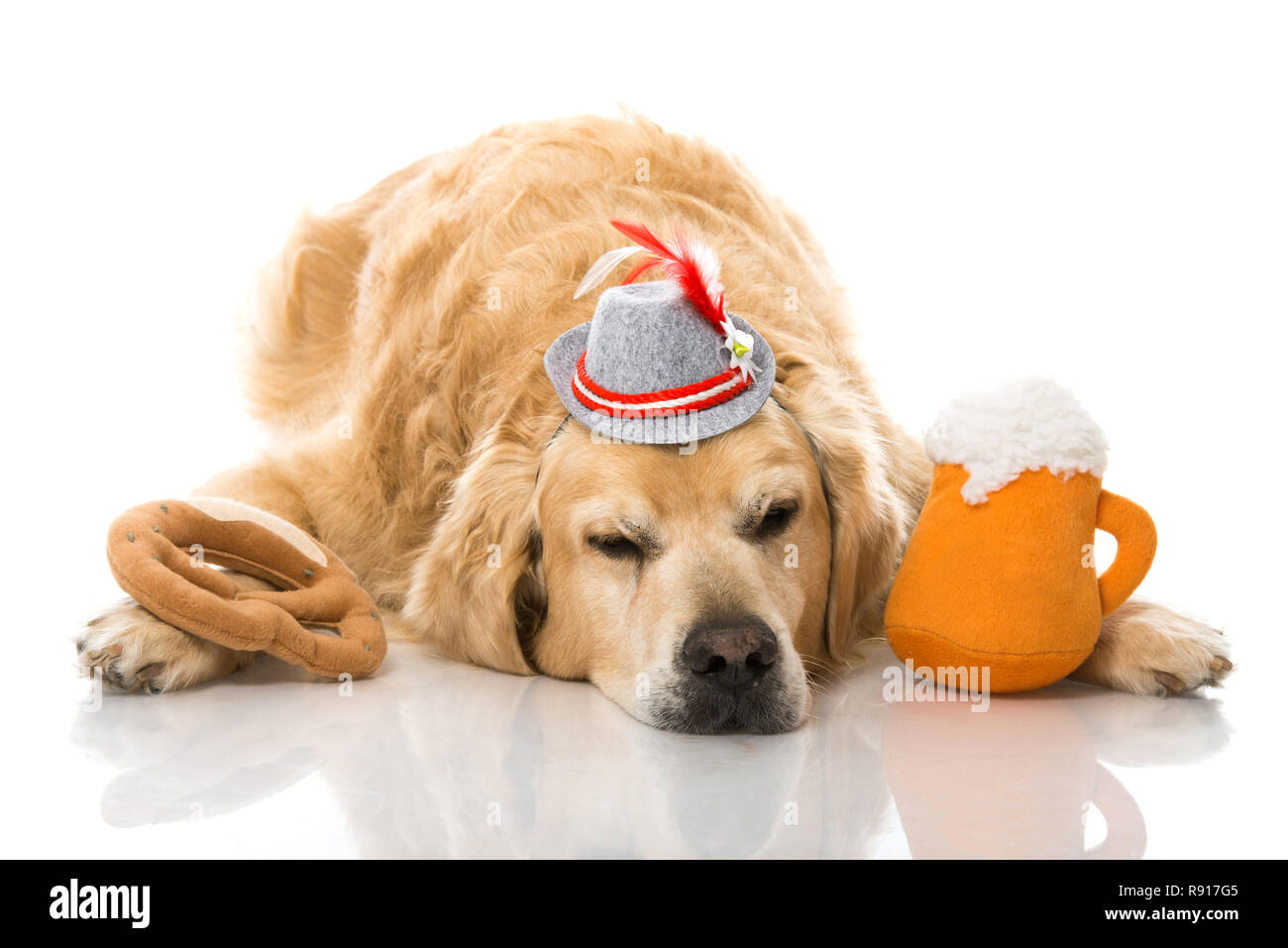 Drunk dog isolated on white Stock Photo - Alamy