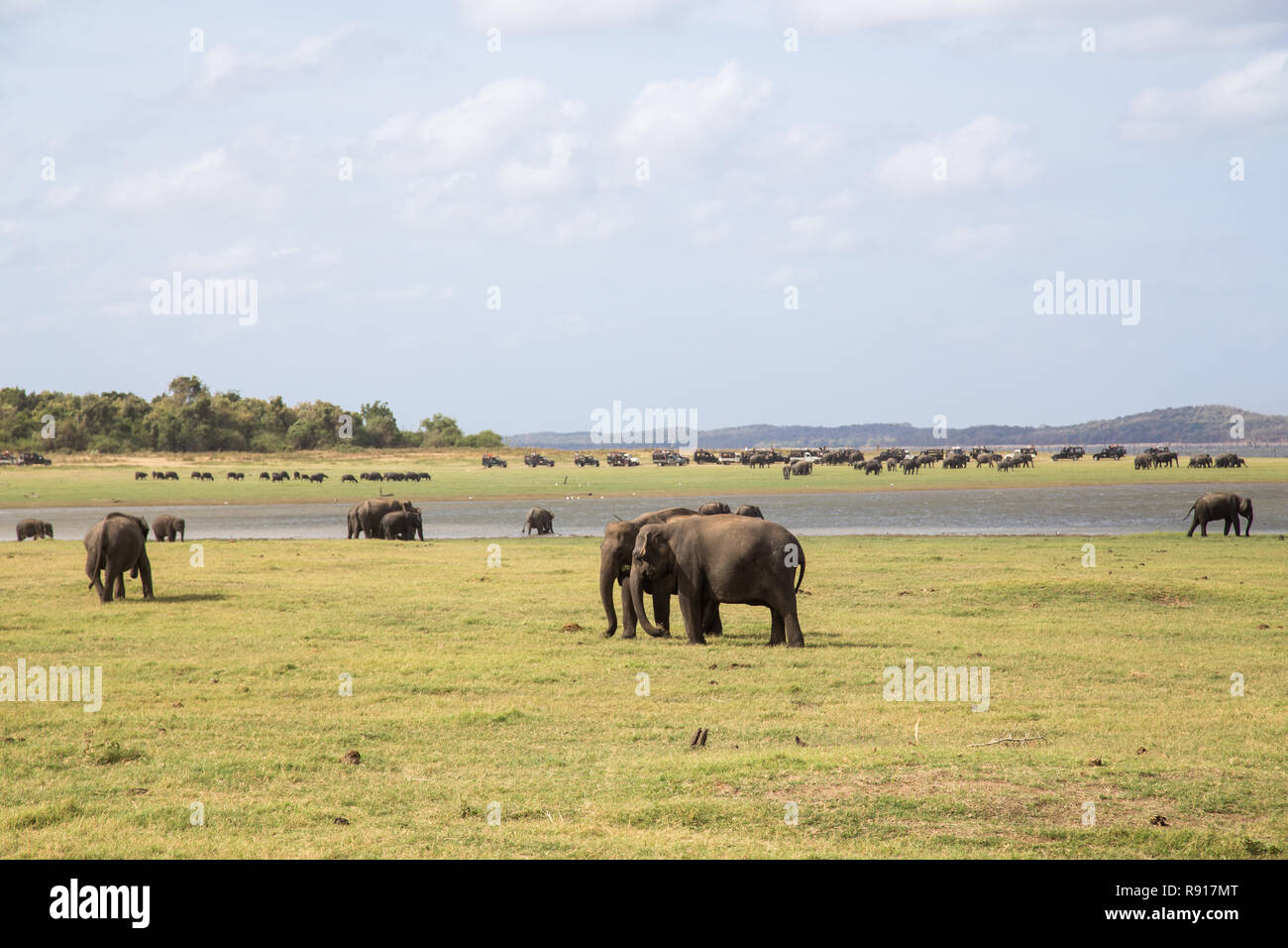 Herd of elephants in Kaudulla National Park, Sri Lanka Stock Photo - Alamy