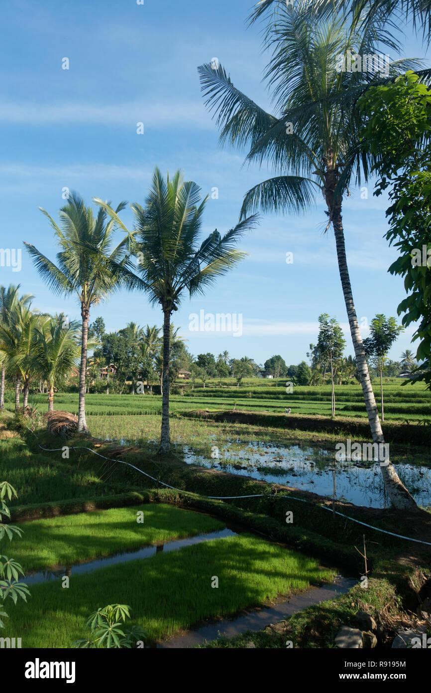 Rice fields around the Tetebatu area in Lombok Stock Photo - Alamy