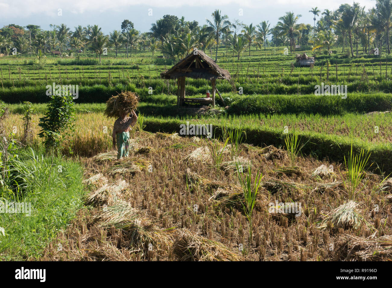 Rice fields around the Tetebatu area in Lombok Stock Photo - Alamy