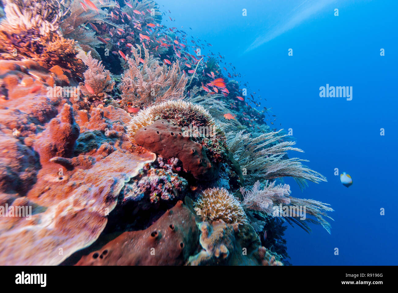 Coral reef off the Coast of Bali Indonesia Stock Photo - Alamy
