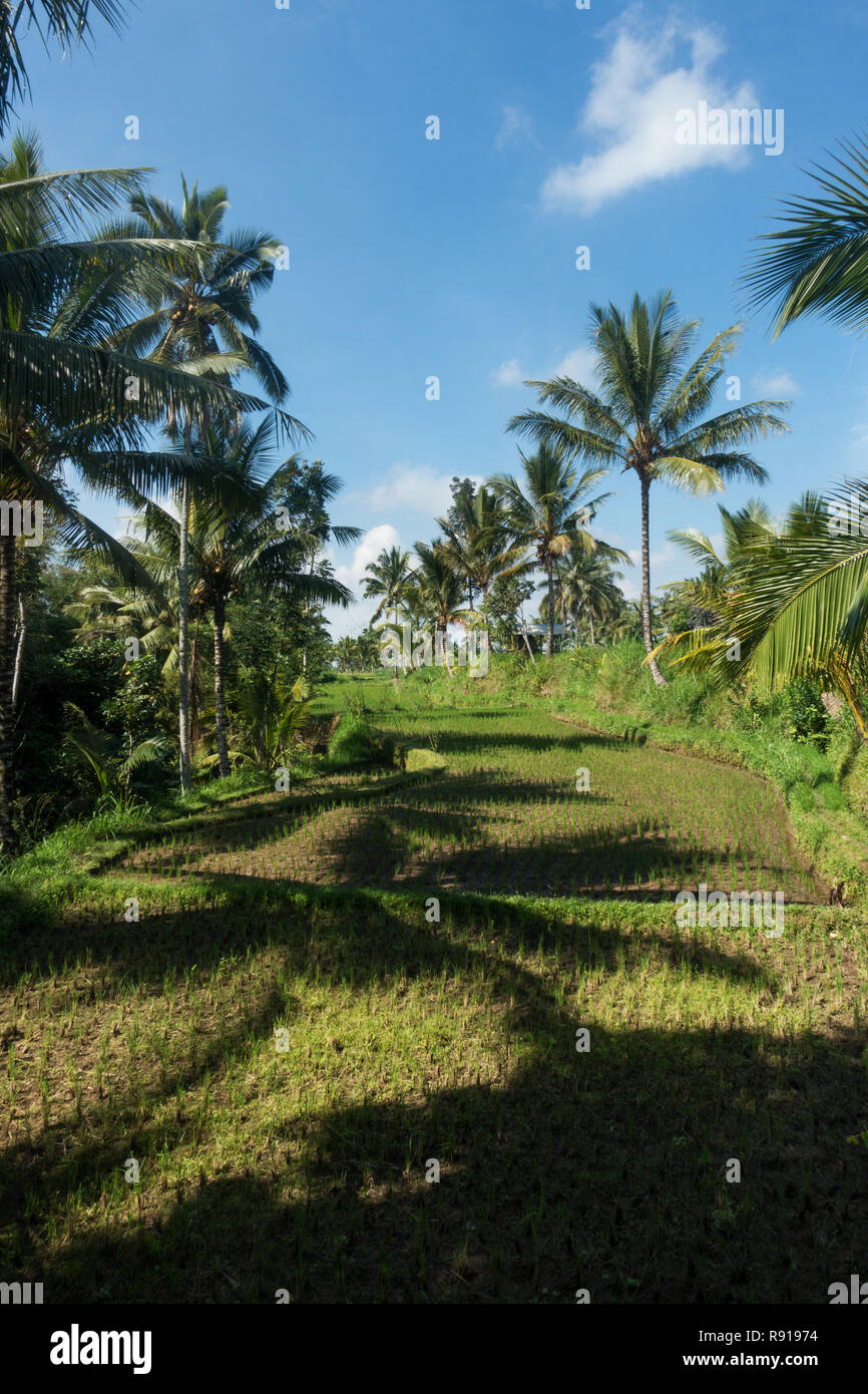 Rice fields in tropical countries hi-res stock photography and images ...