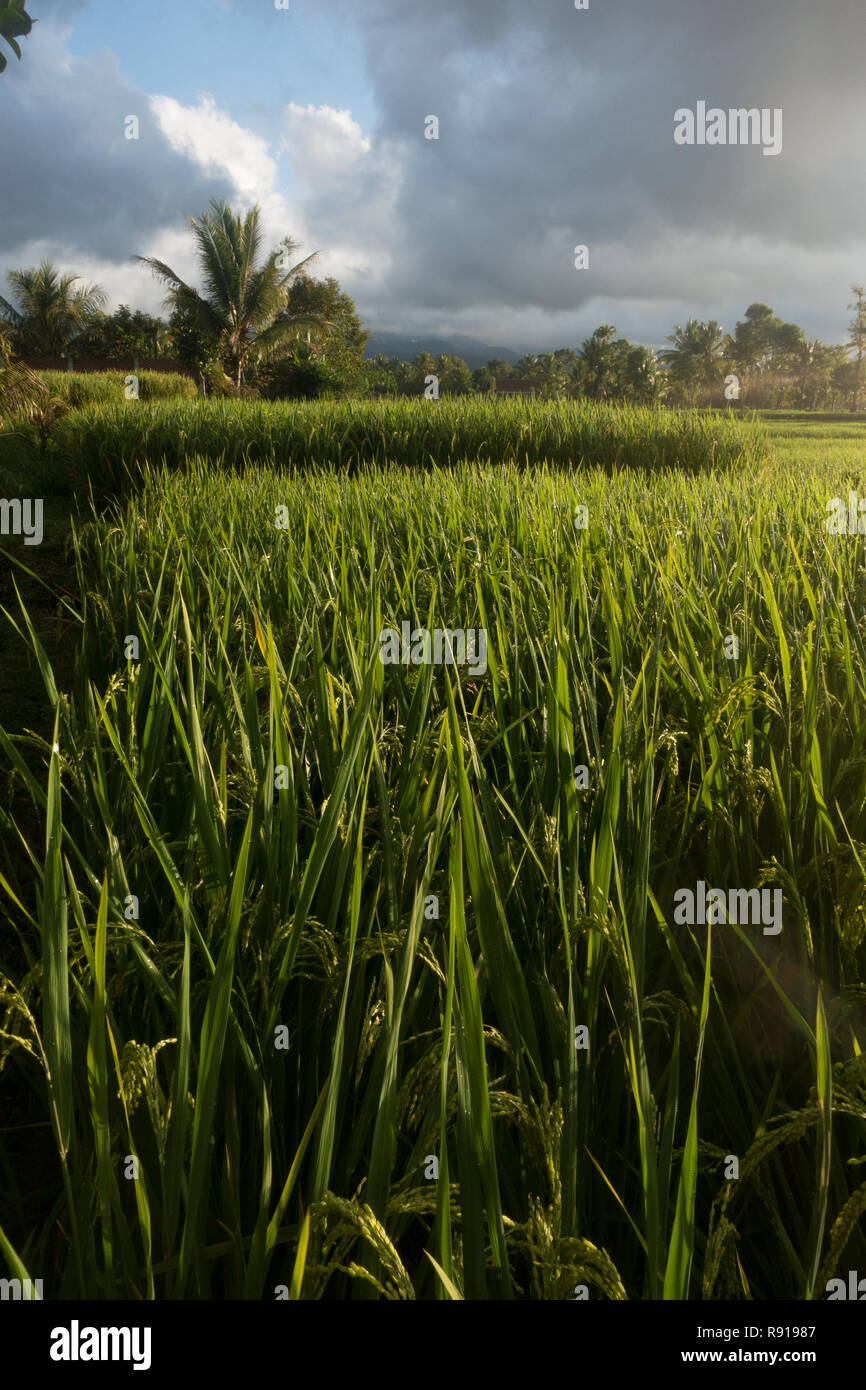 Rice fields around the Tetebatu area in Lombok Stock Photo - Alamy