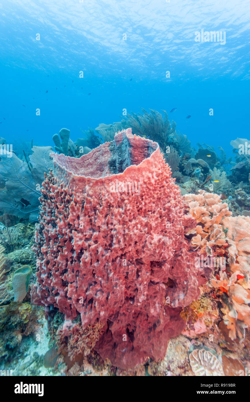 Coral reef off coast of Roatan with giant barrel sponge Stock Photo - Alamy