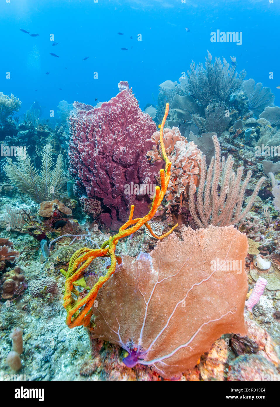 Hard coral barrel sponge hi-res stock photography and images - Alamy