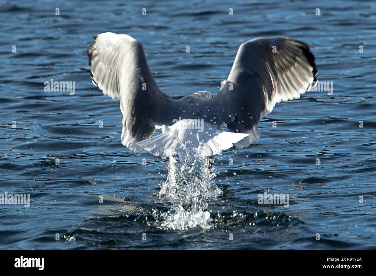 Bird backside hi-res stock photography and images - Alamy