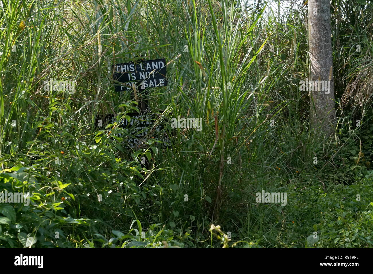 Bigodi wetlands commuinty-led wildlife reserve, Uganda Stock Photo - Alamy