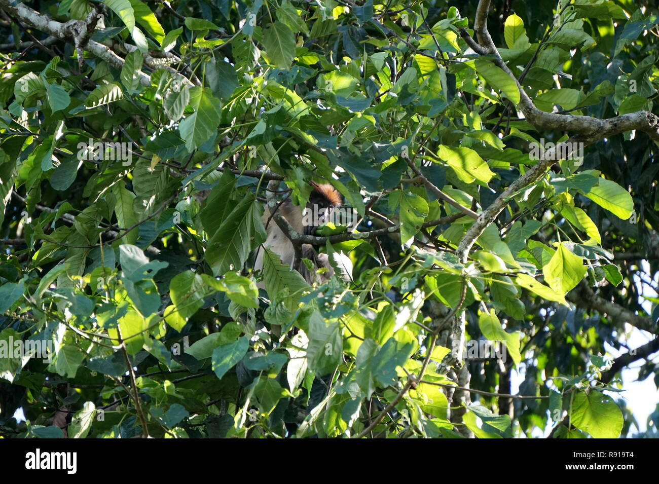 Bigodi wetlands commuinty-led wildlife reserve, Uganda Stock Photo - Alamy
