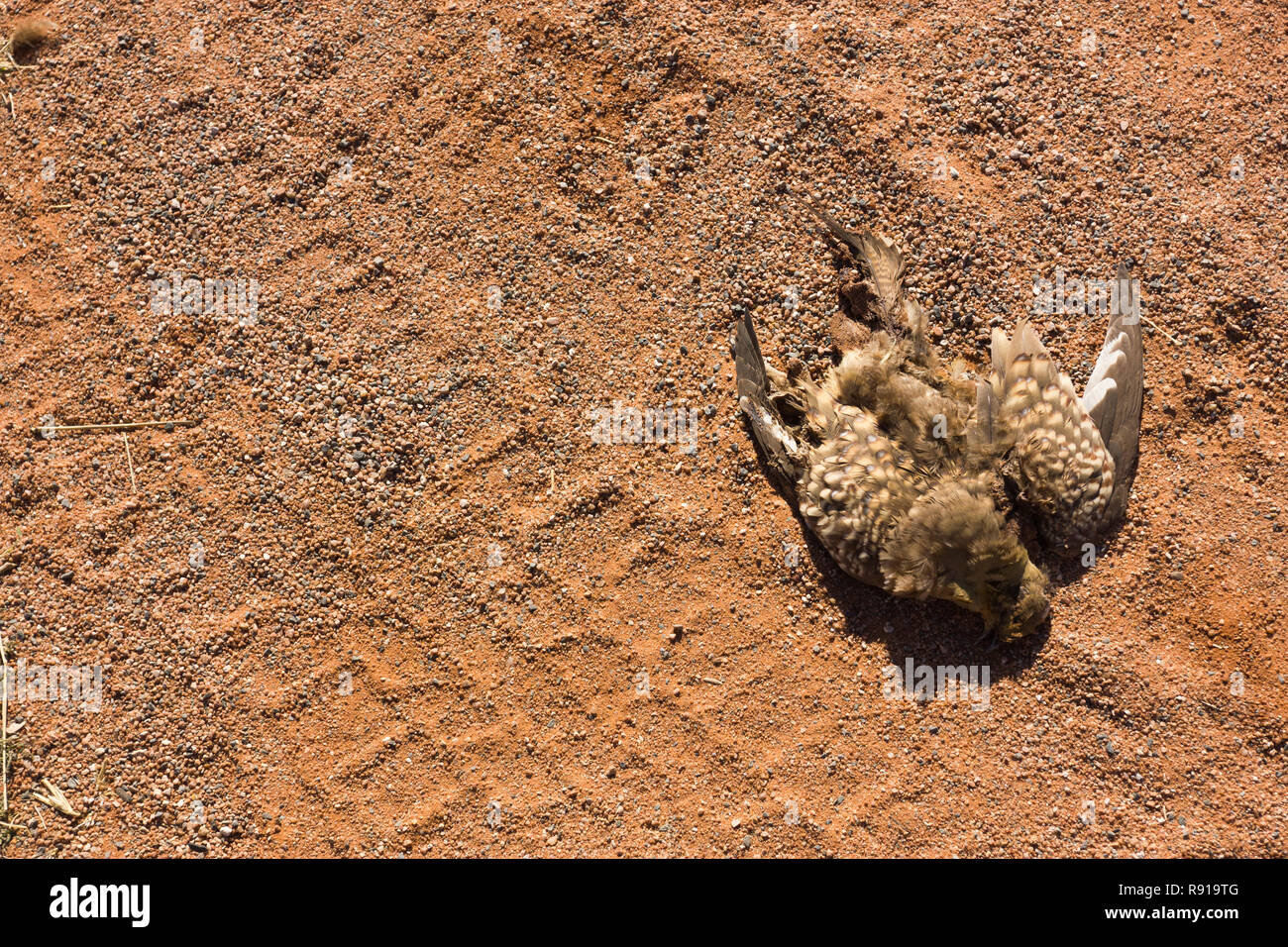 roadkill and dead bird on dirt road in Namibia Africa with tyre tracks ...
