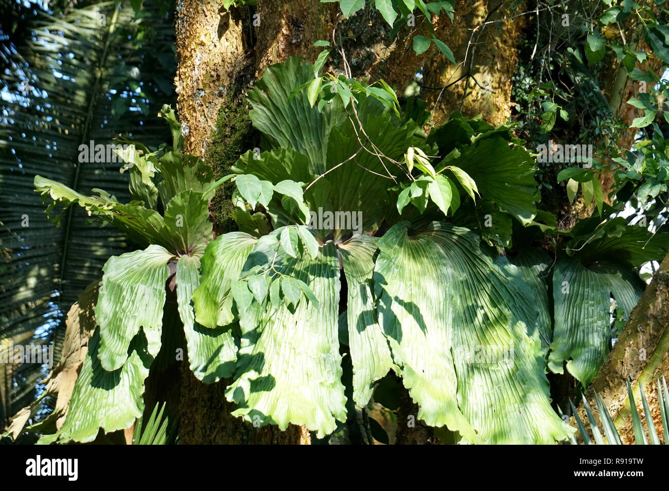 Epiphyte plant hi-res stock photography and images - Alamy