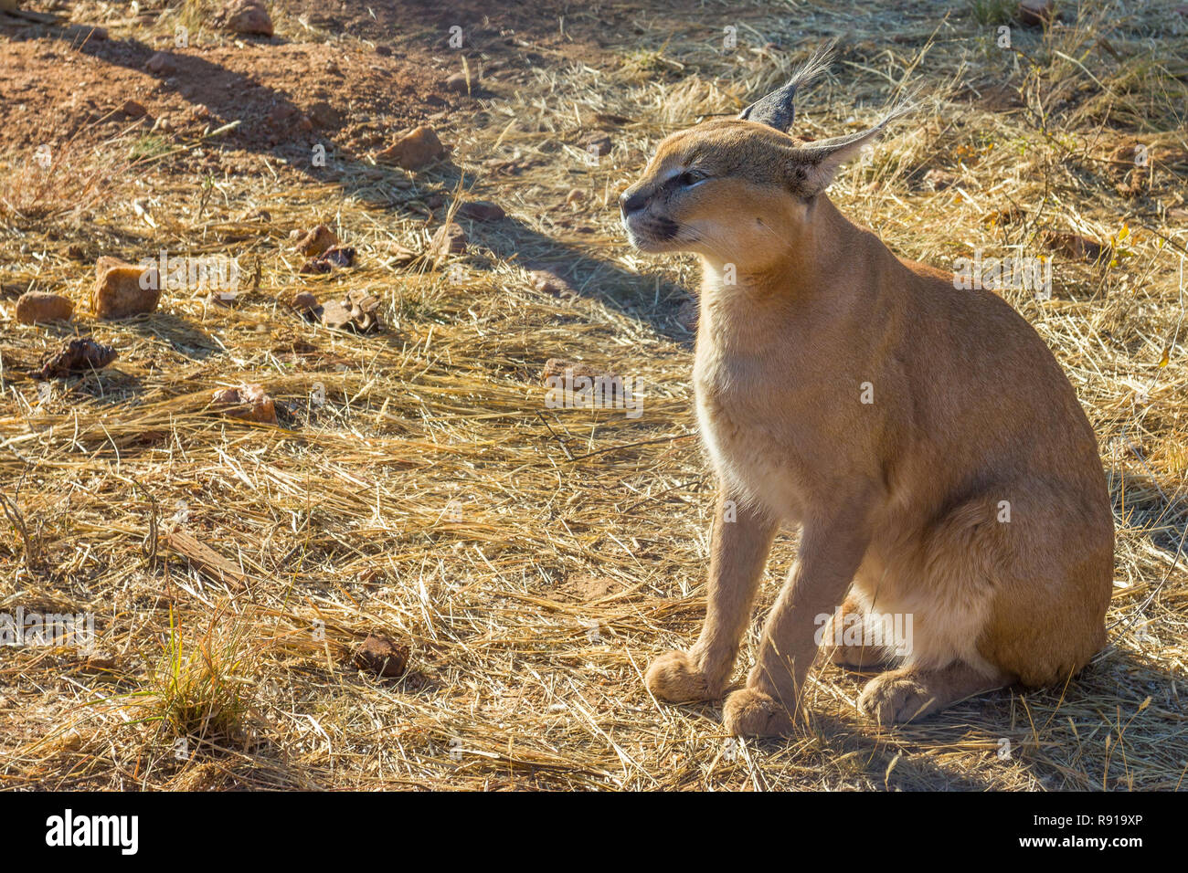 Caracal (Caracal caracal) or Rooikat portrait in a conservation centre ...