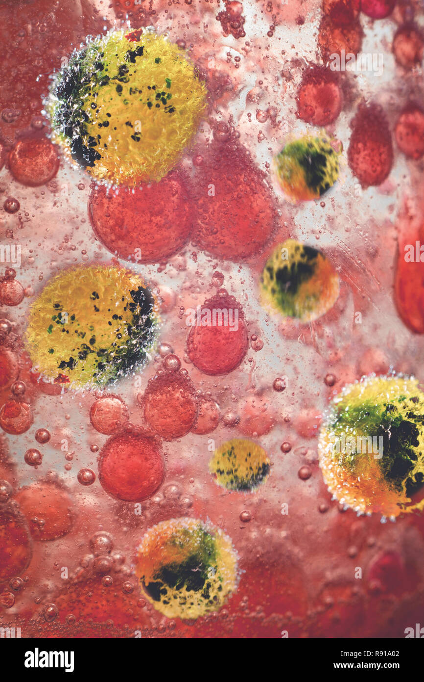 Close up of meningitis bacteria, also known as meningococcus ...