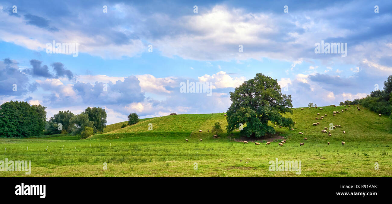Sheep grazing under the shade of a tree on the hillside in a meadow ...