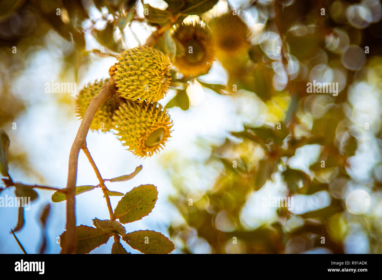 Palestine oak hi-res stock photography and images - Alamy
