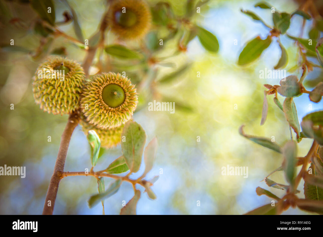 Palestine oak hi-res stock photography and images - Alamy