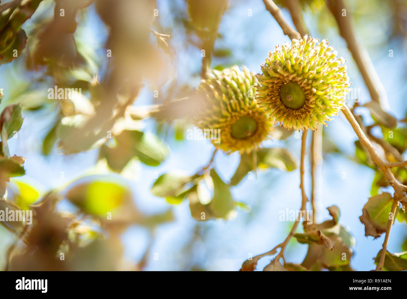 Acorns and leaves of Palestine oak, called Abraham's Oak. Biblical ...