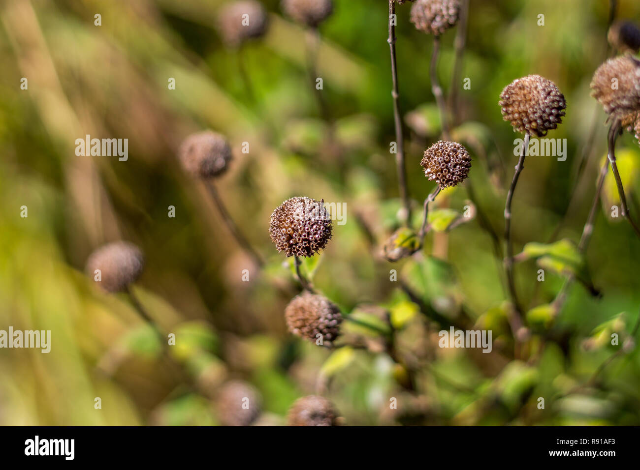 Nature dry flowers hi-res stock photography and images - Alamy
