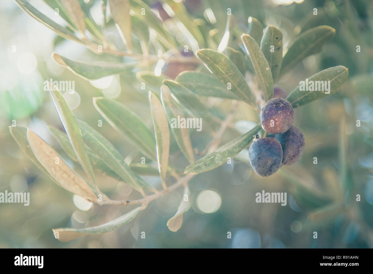 Olive branch tree, ready for harvesting, Israel. Vintage toned Stock ...