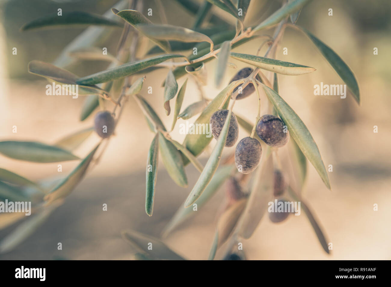 Olive branch tree, ready for harvesting, Israel. Vintage toned Stock ...
