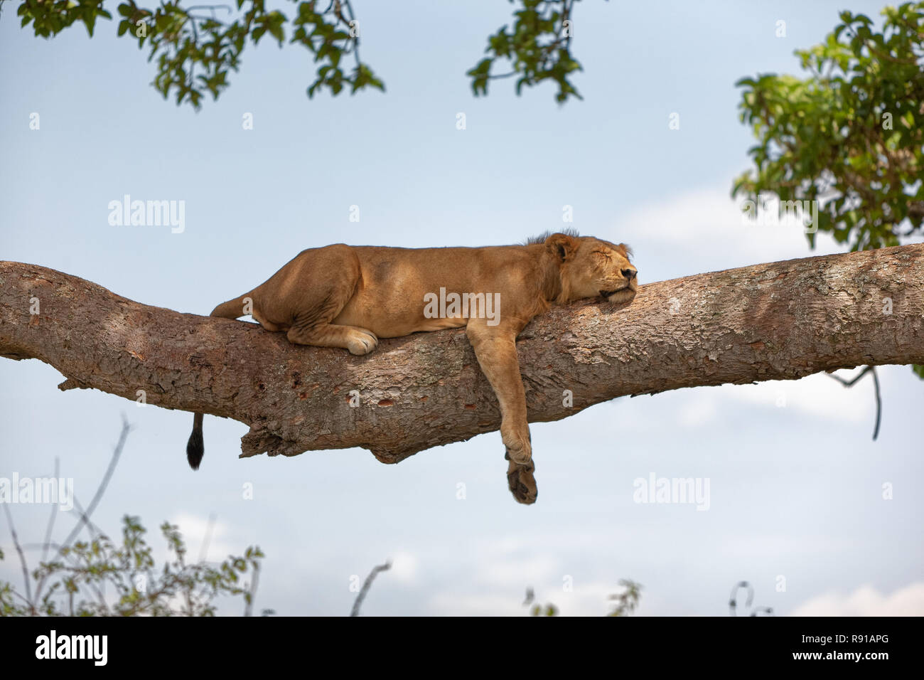 Lion sleeping tree hi-res stock photography and images - Alamy