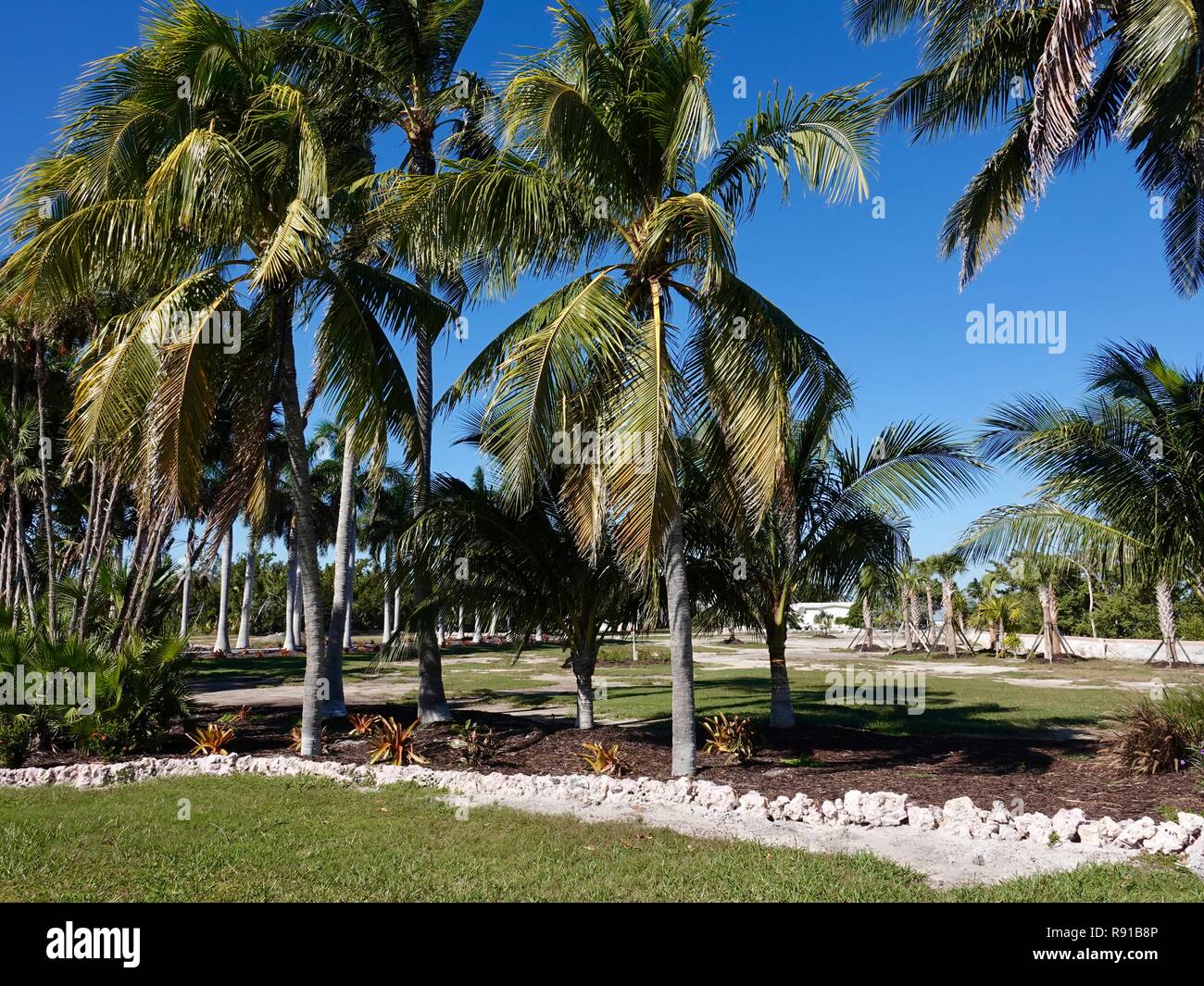 Newly planted palms hi-res stock photography and images - Alamy