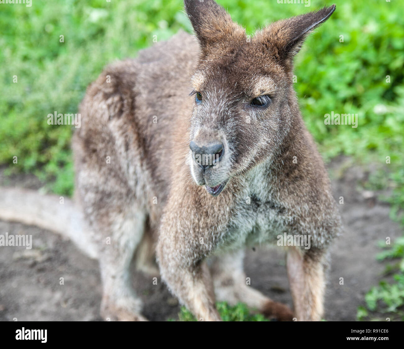 Sooty kangaroos hi-res stock photography and images - Alamy