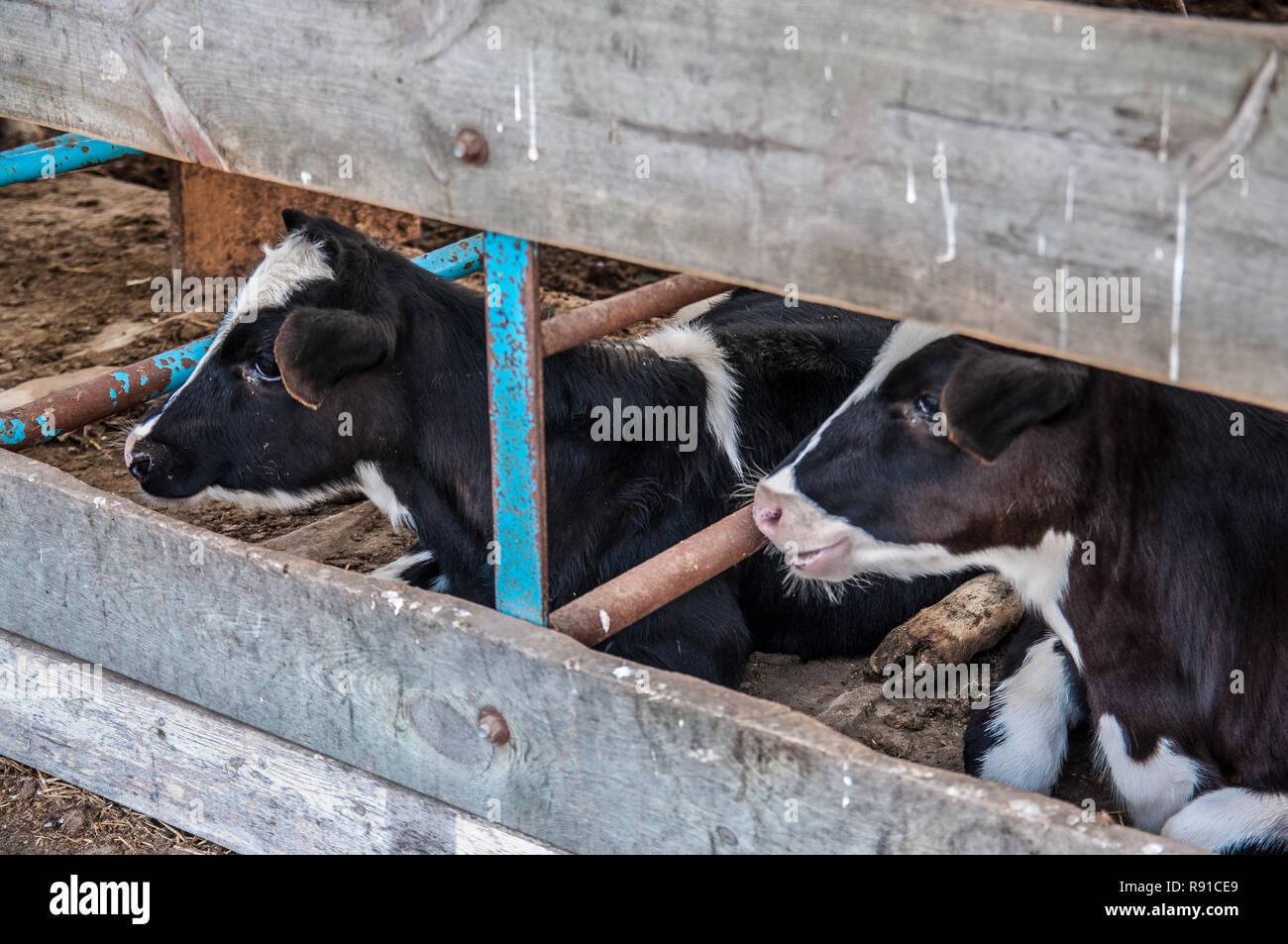 Cattle photographed on a typical dairy farm Stock Photo - Alamy