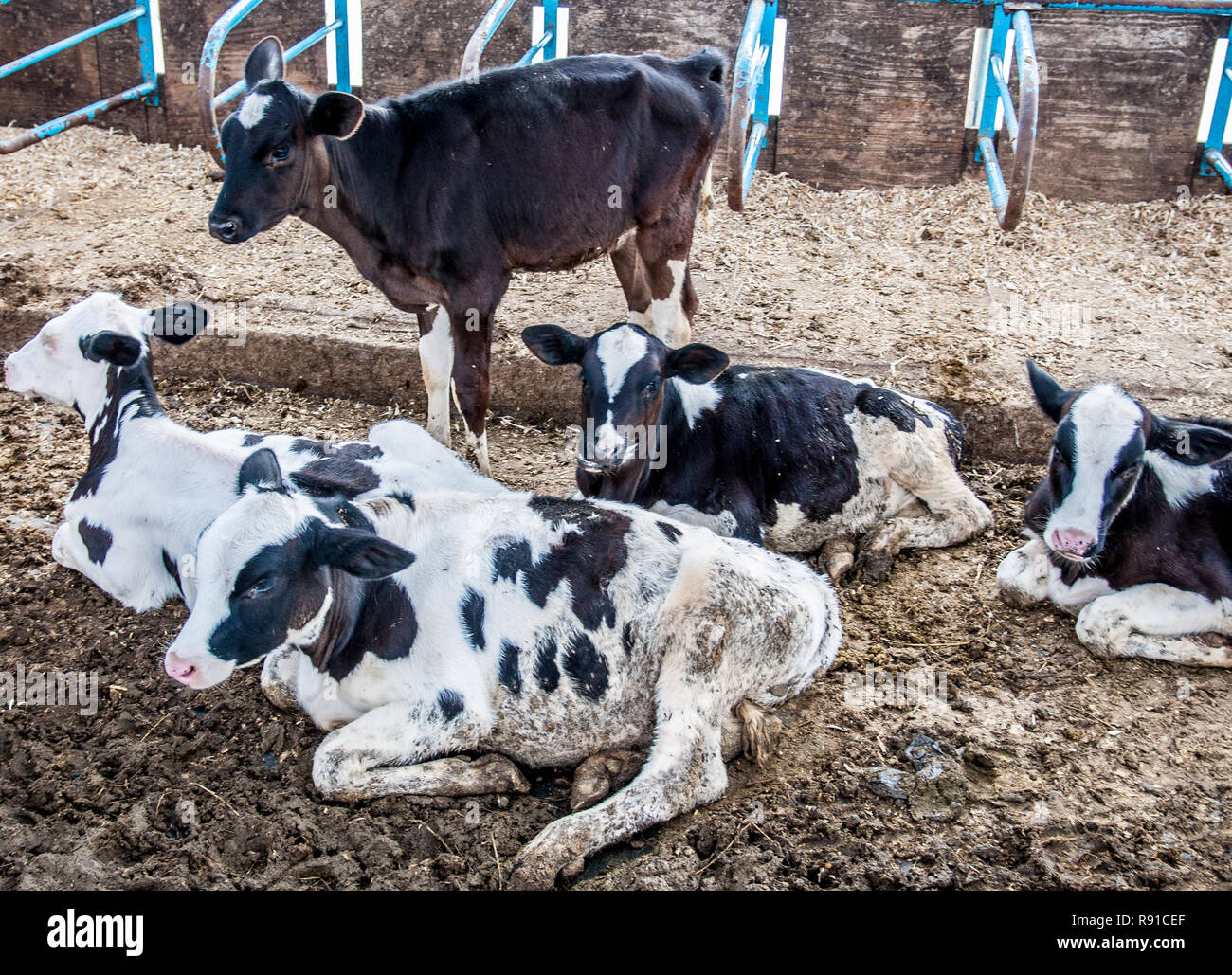 Cattle photographed on a typical dairy farm Stock Photo - Alamy