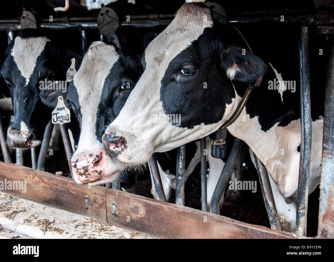 Cattle photographed on a typical dairy farm Stock Photo - Alamy