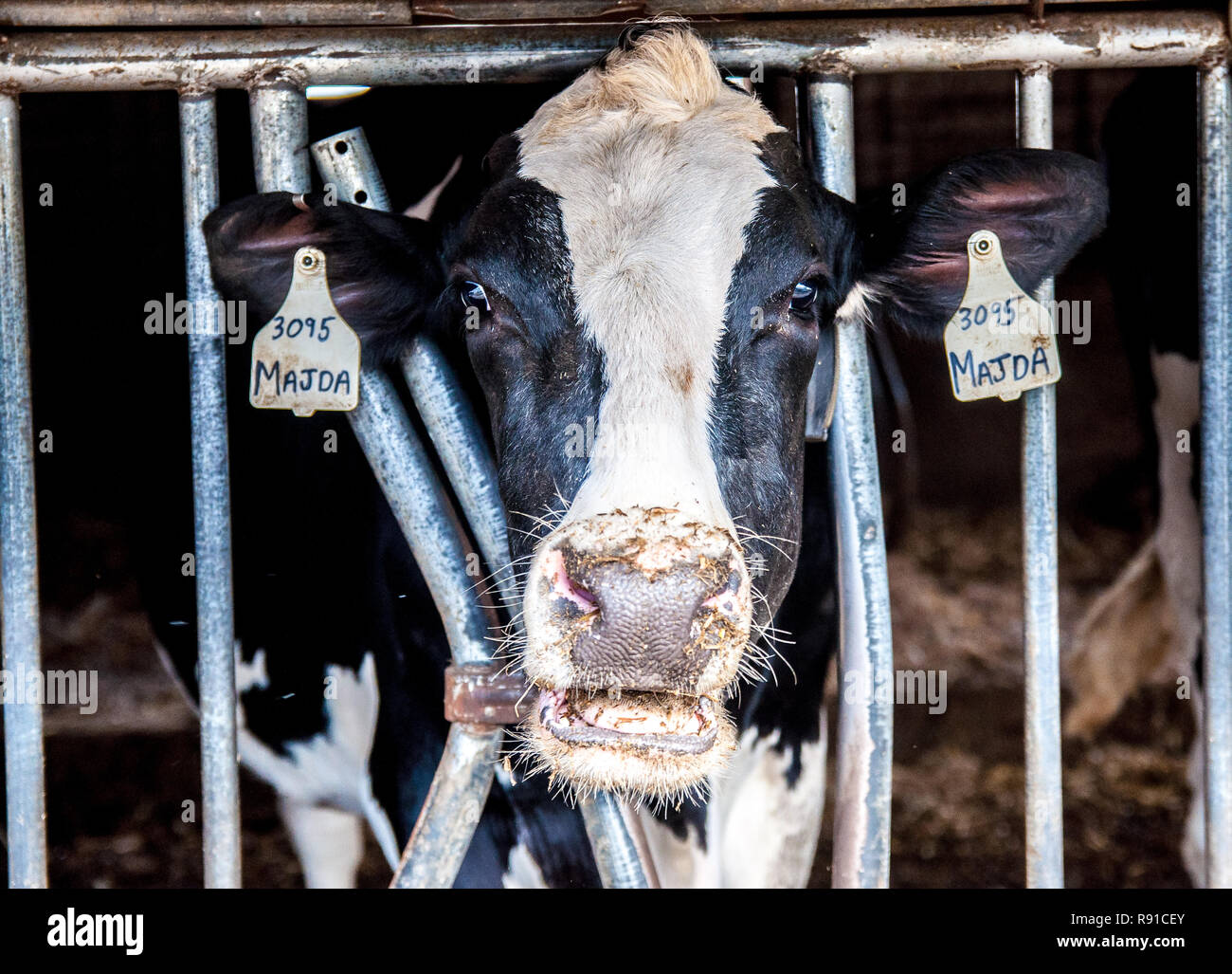 Industrial cattle farm hi-res stock photography and images - Alamy