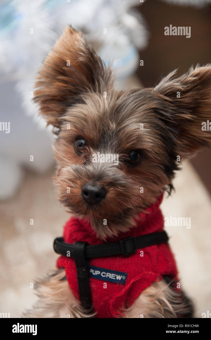Yorkshire Terrier in red sweater Stock Photo - Alamy