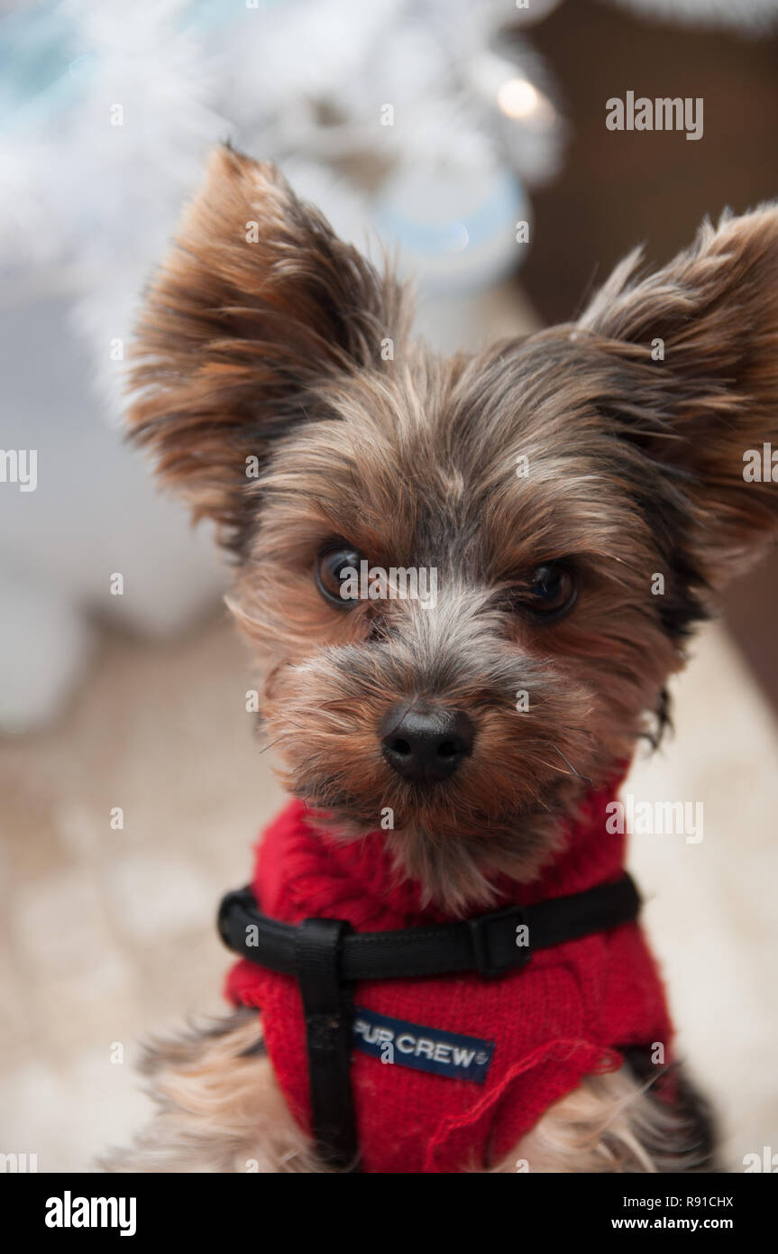 Side view adorable yorkshire terrier hi-res stock photography and ...