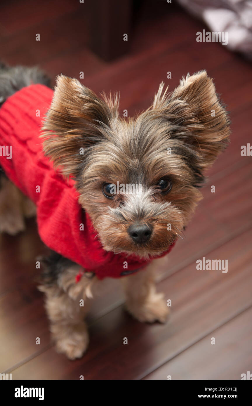 Seated yorkshire terrier dog hi-res stock photography and images - Alamy