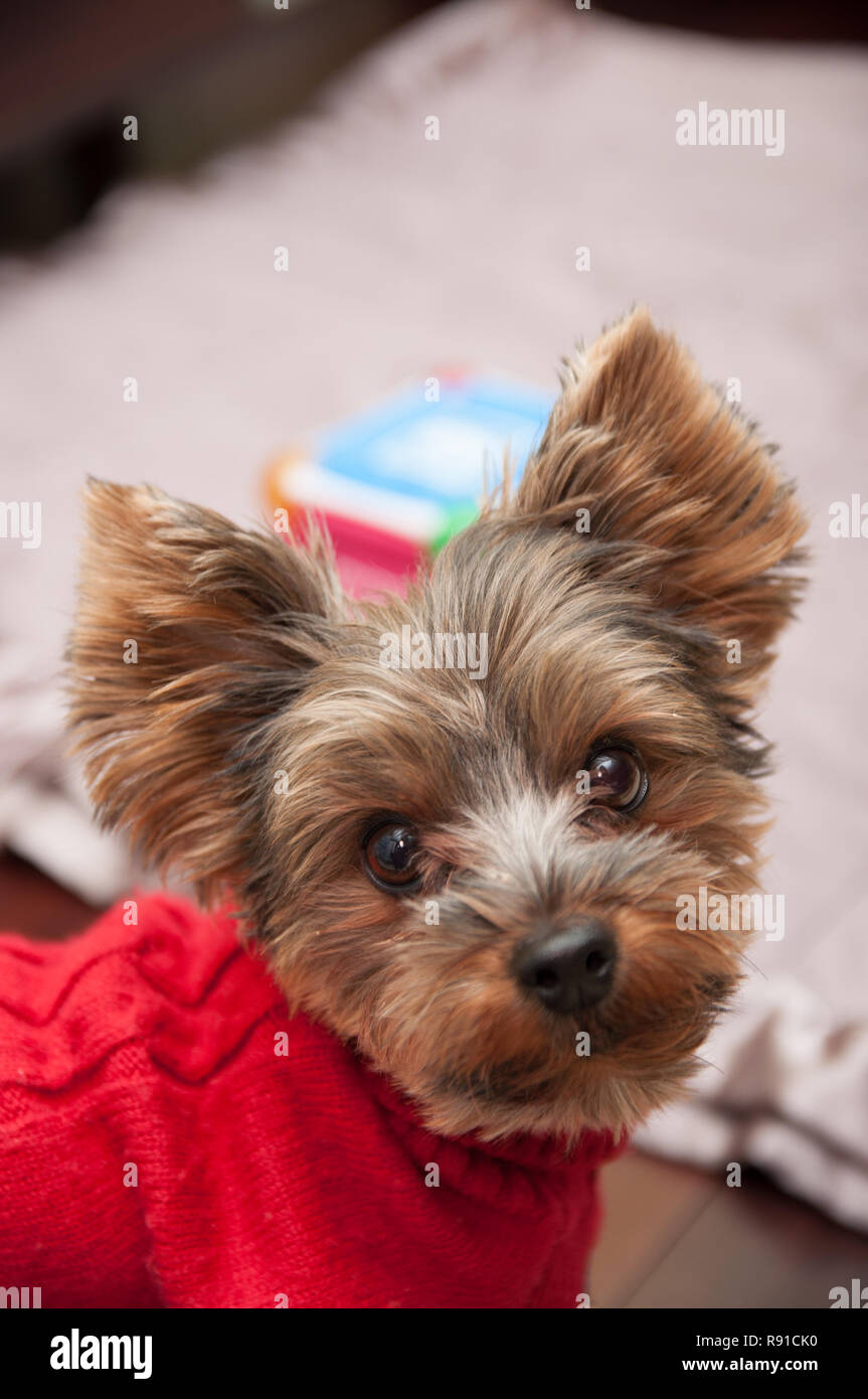 Yorkshire terrier mini toy hi-res stock photography and images - Alamy
