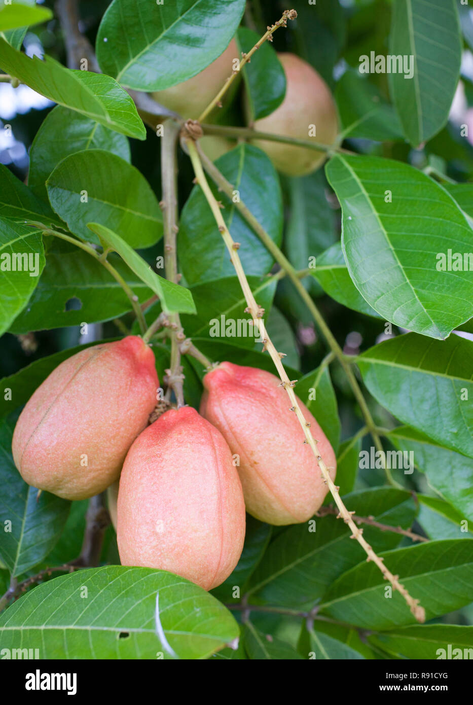 Sapodilla tree (Manilkara zapota Stock Photo - Alamy