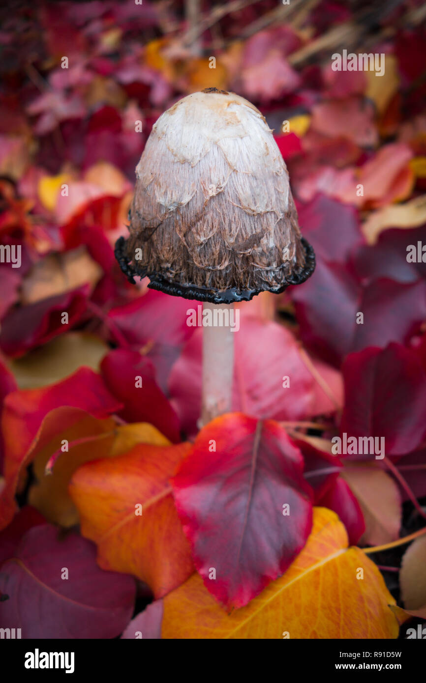 A Shaggy Inky Cap mushroom (Coprinus comatus) growing among colourful ...