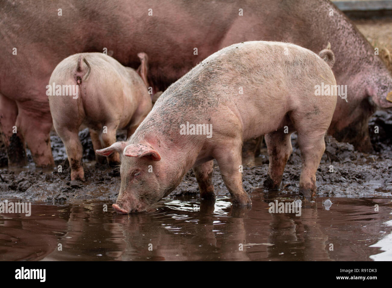 Cute young pig; little swine drinking water in a puddle; in a slough ...