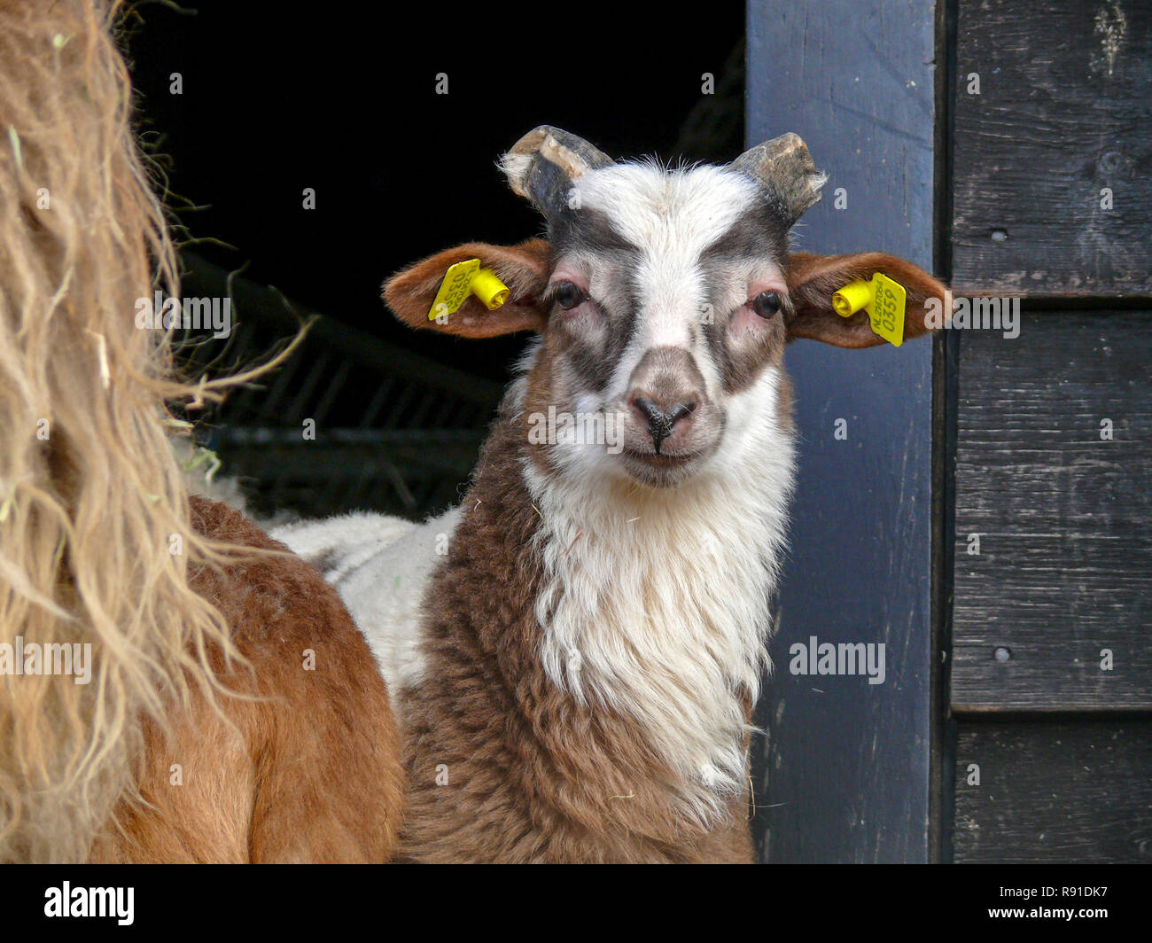 National livestock identification system hi-res stock photography and ...