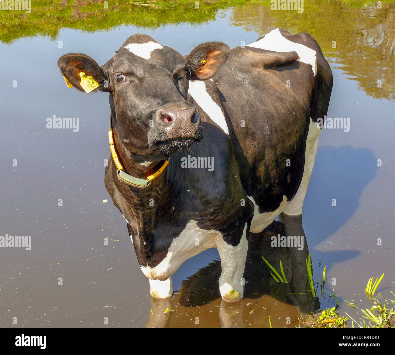 Dairy cow standing in puddle hi-res stock photography and images - Alamy