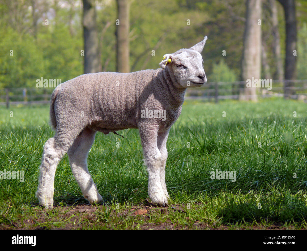 Lamb navel hi-res stock photography and images - Alamy
