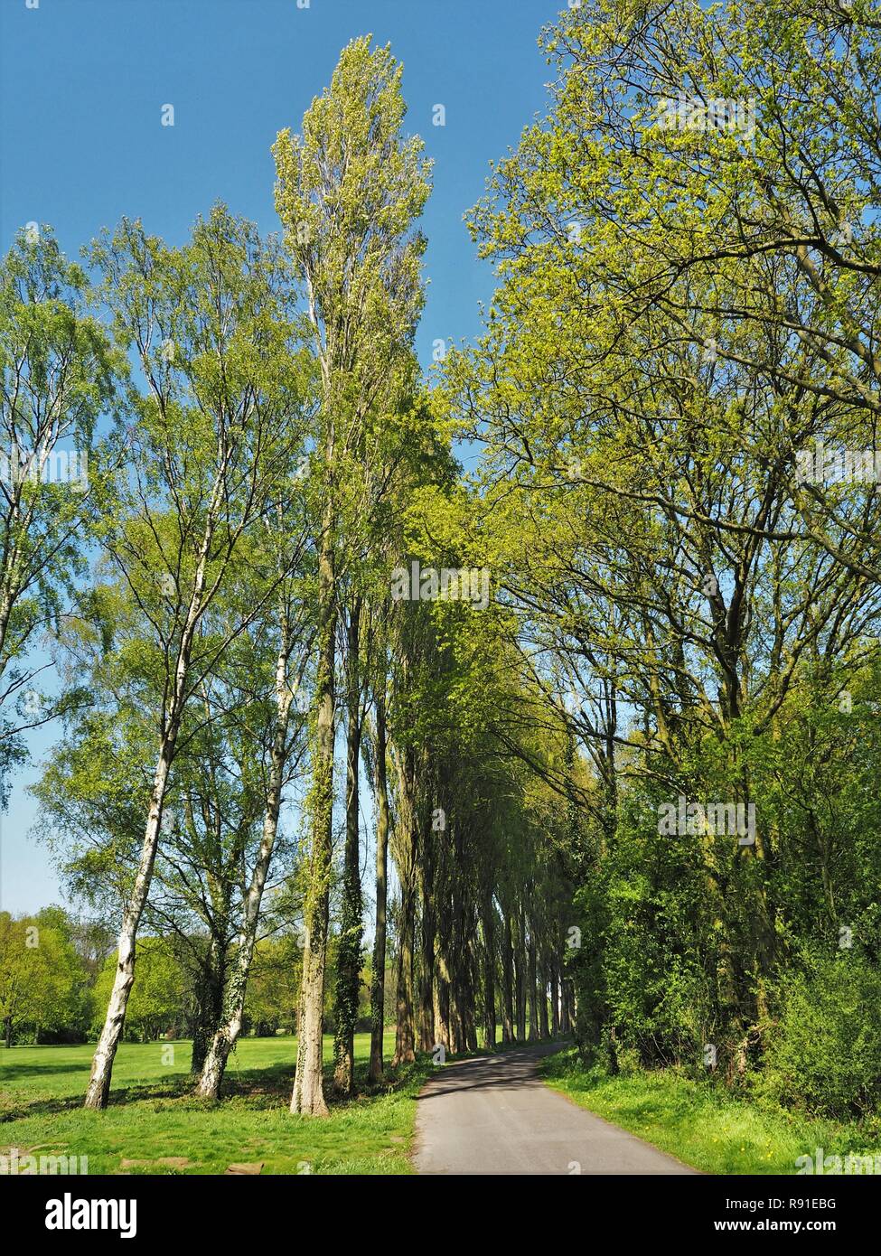 Country lane through tall poplar trees with green foliage and a blue ...
