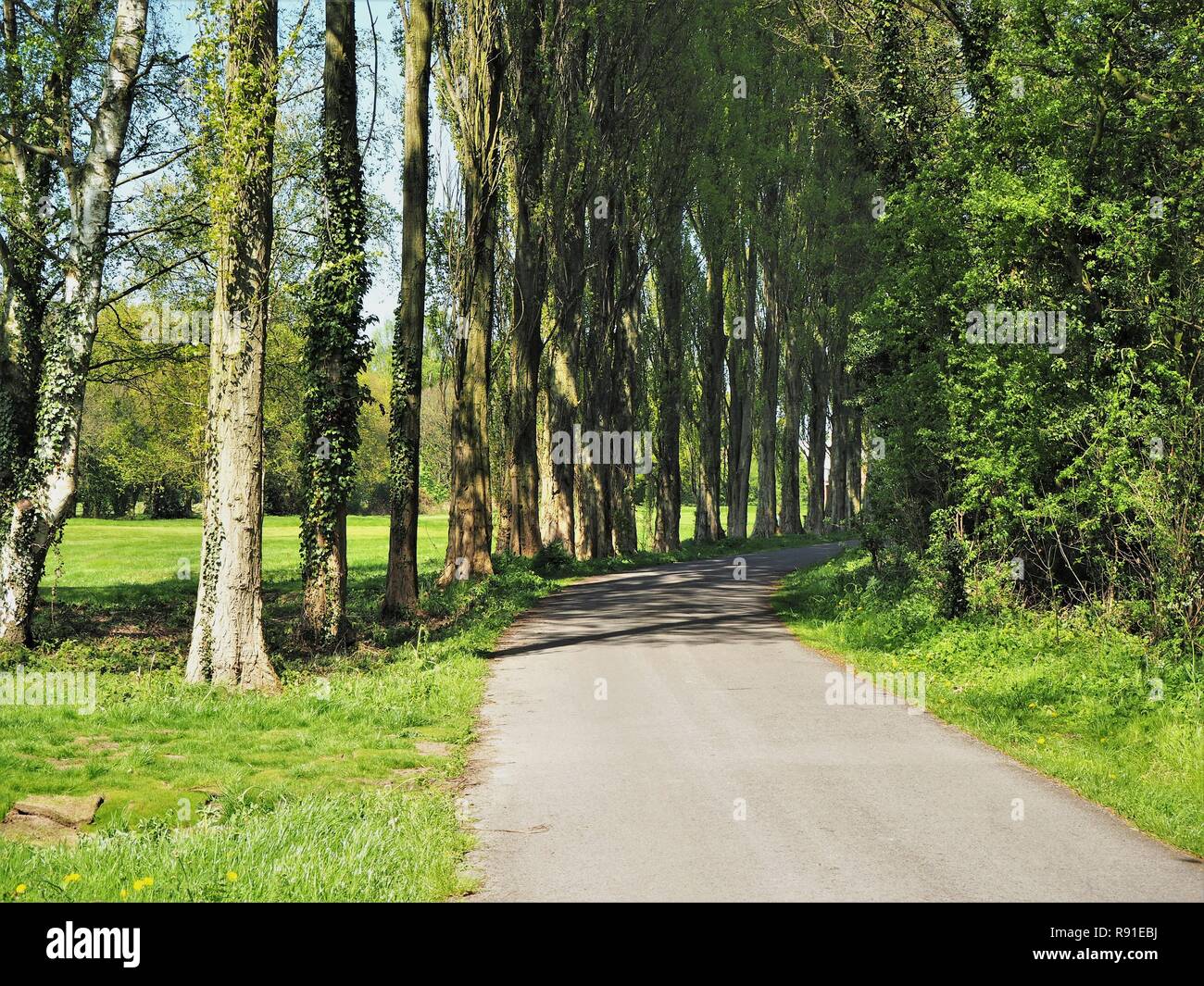 Poplar trees trunks hi-res stock photography and images - Alamy
