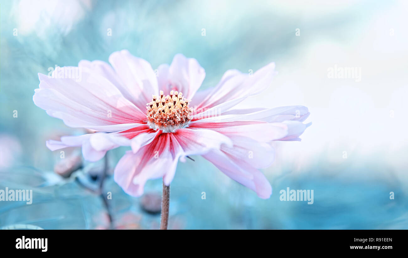 Kosmeya pink hi-res stock photography and images - Alamy
