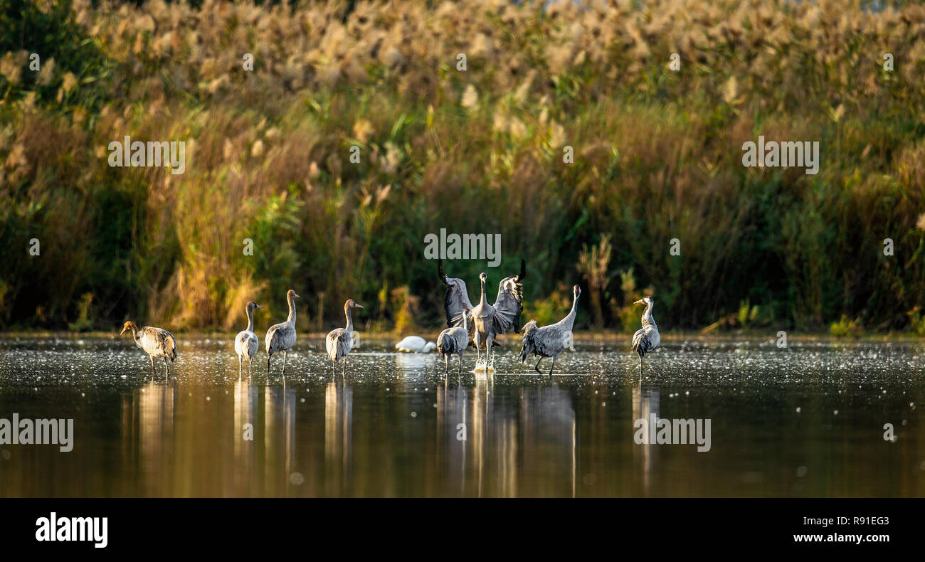 Hula hula river hi-res stock photography and images - Alamy